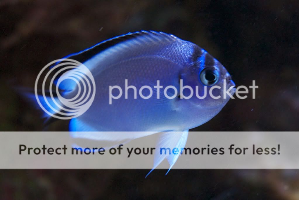 Riproduzione in cattività del Genicanthus watanabei | AcquariRos