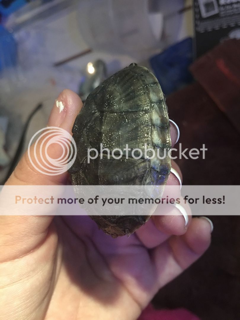 Scute shedding, shell rot or hard water deposits? - Sand & Silt ...